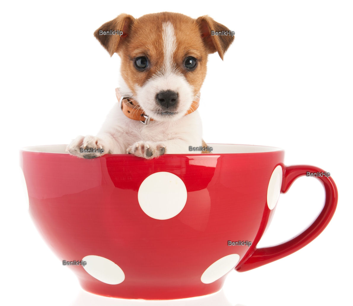 strijkapplicatie hondje jack russel in polkadot theekopje